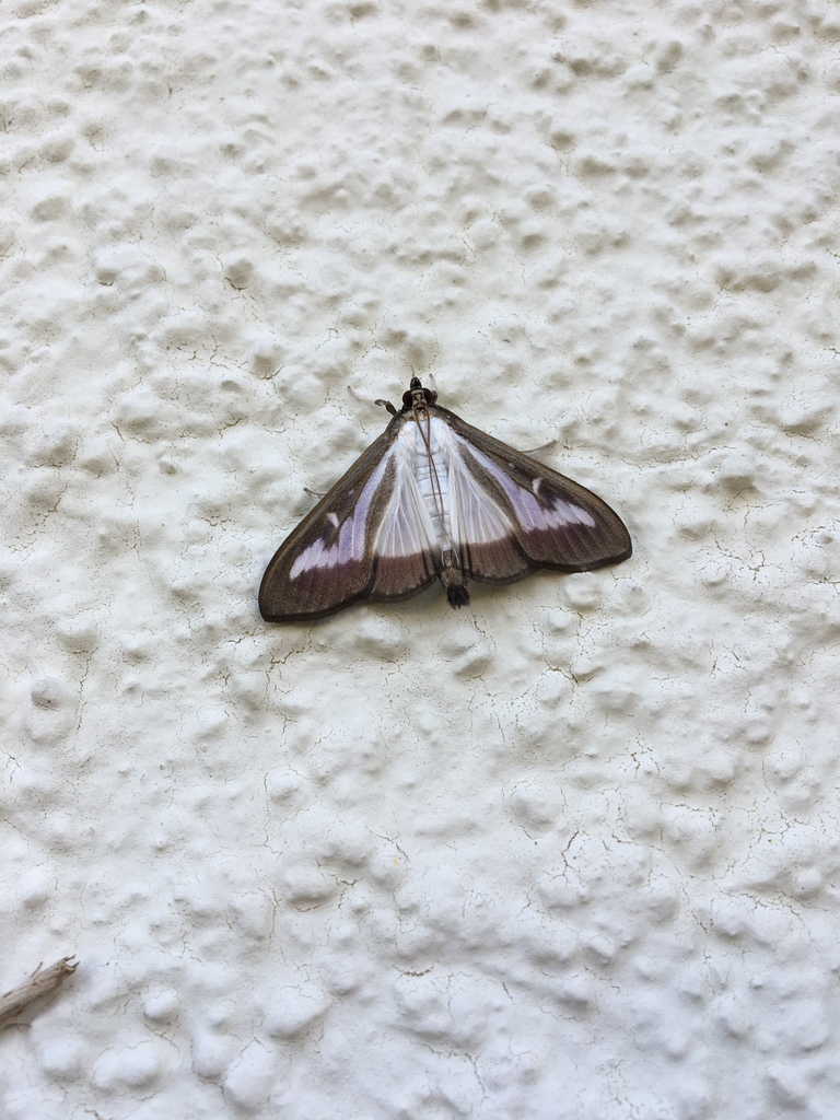 Box Tree Moth from Am Königskamp, Leopoldshöhe, Nordrhein-Westfalen, DE ...