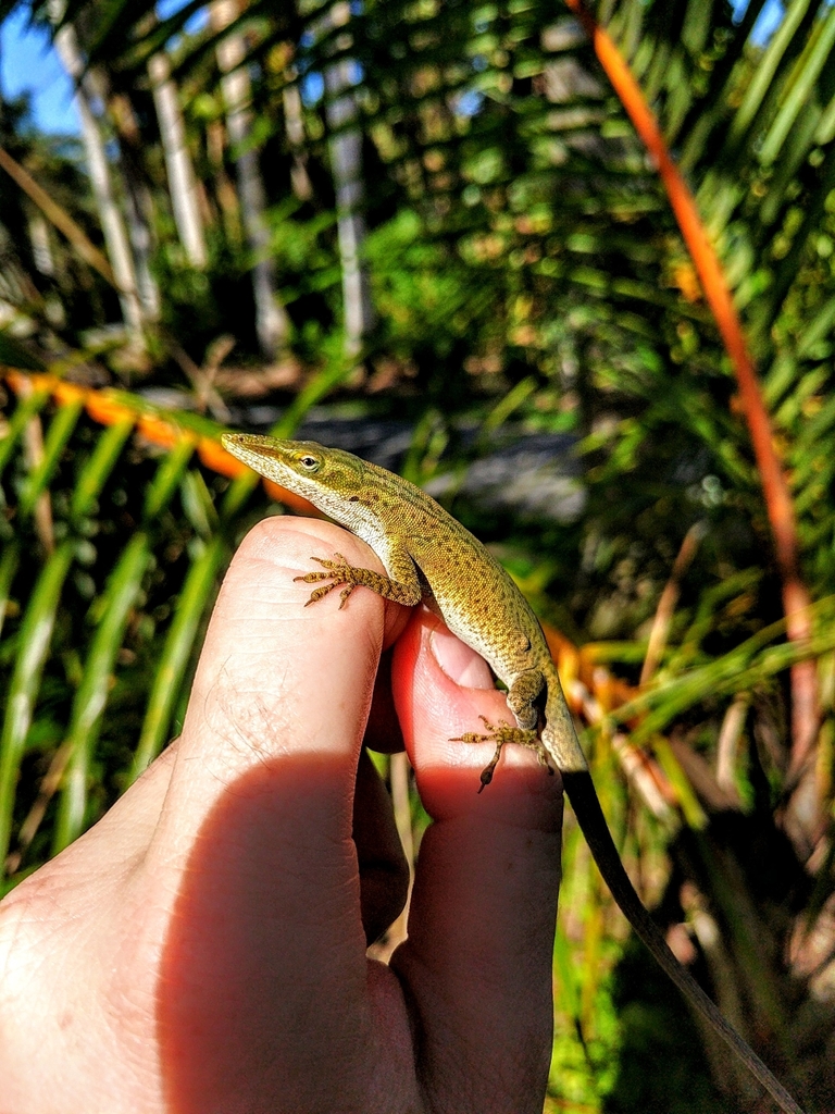Green Anole from Miami, FL 33156, USA on August 23, 2019 at 11:45 AM by ...