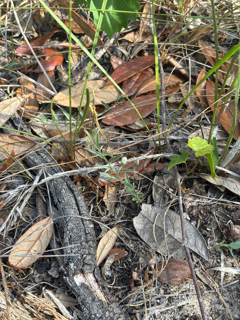 silky evolvulus in April 2025 by Dave Megill. Sandhill habitat, Oak ...