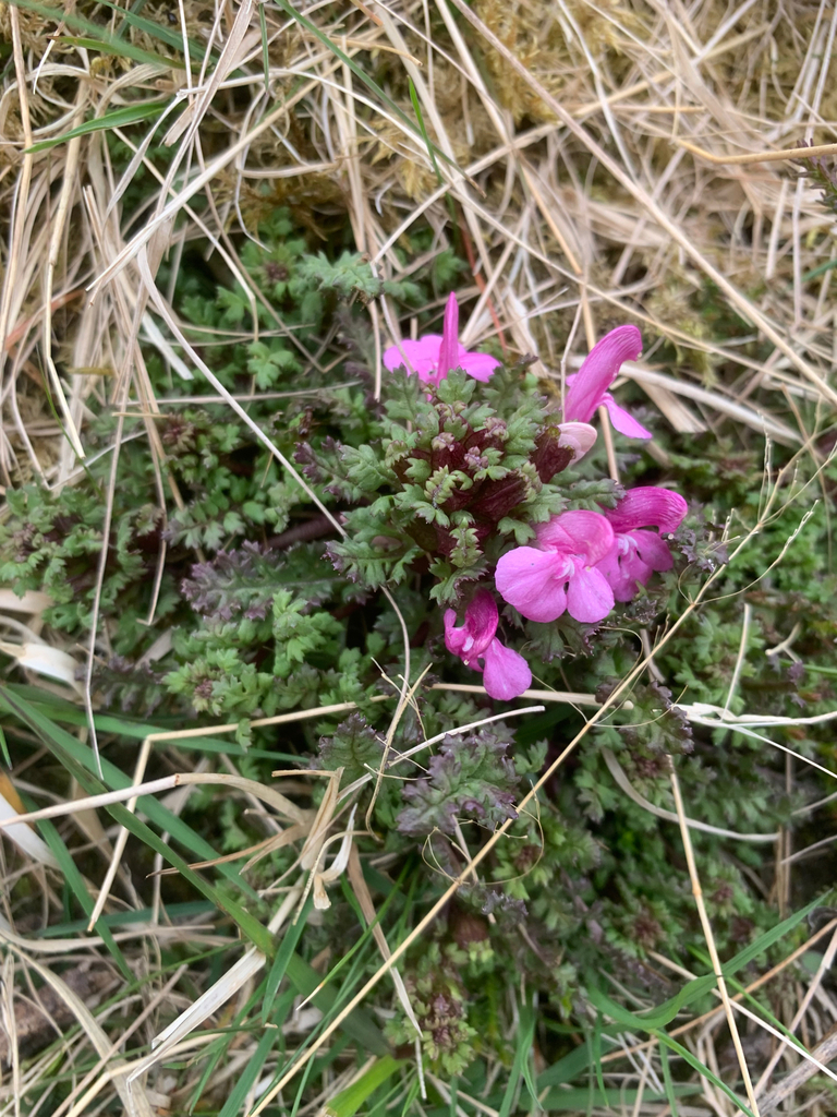 Common Lousewort from Fort William, Scotland, GB on 23 April, 2025 at ...