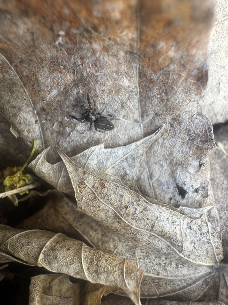 Four-lined Slender Jumping Spider from Oil City, PA 16301, USA on April ...