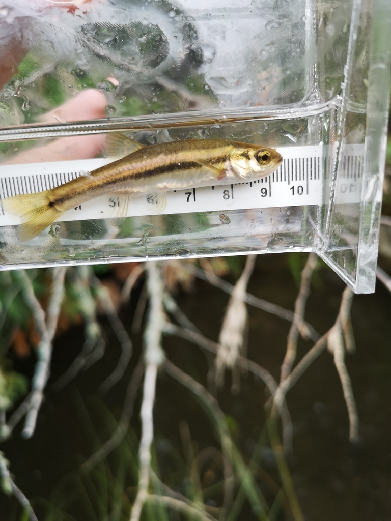 Finescale Dace from Timiskaming, CA-ON, CA on August 23, 2019 at 12:38 ...