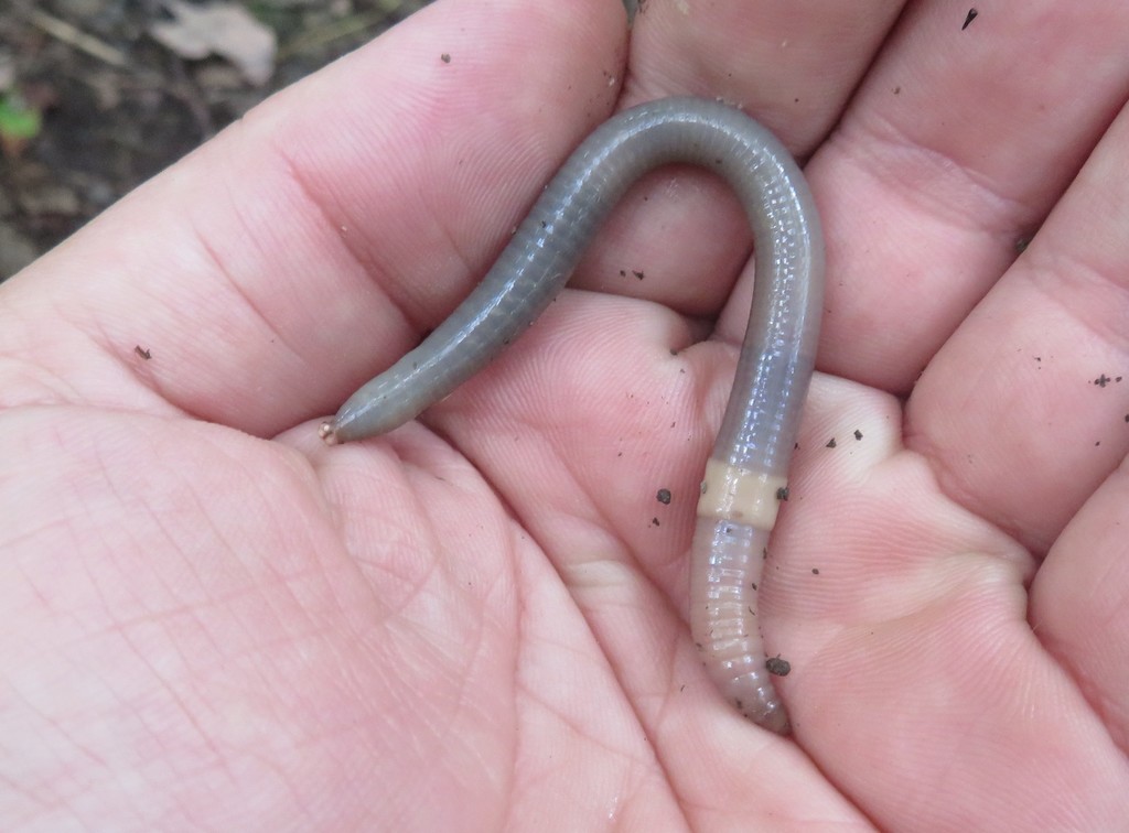 Rustic Jumping Worm from New Beaver, PA, USA on August 22, 2019 at 12: ...