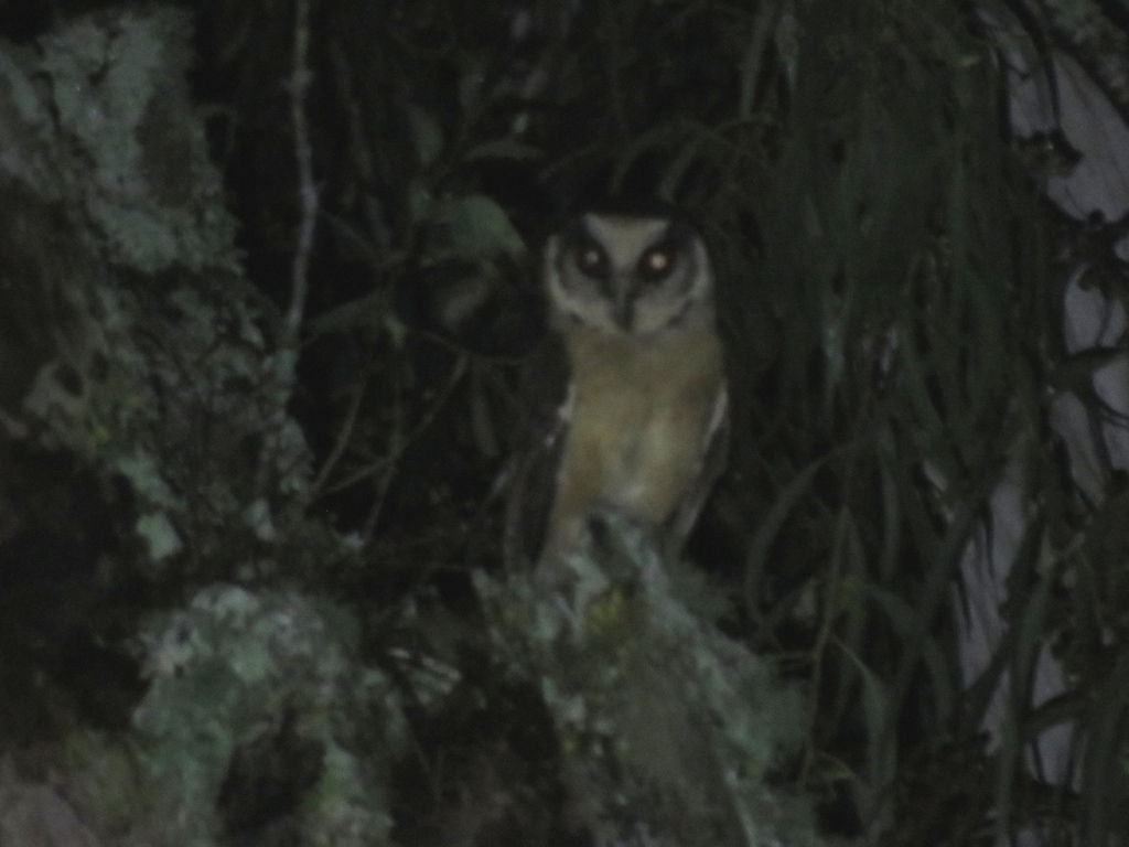 Buff-fronted Owl from San Miguel de Urcuqui, Ecuador on April 29, 2018 ...