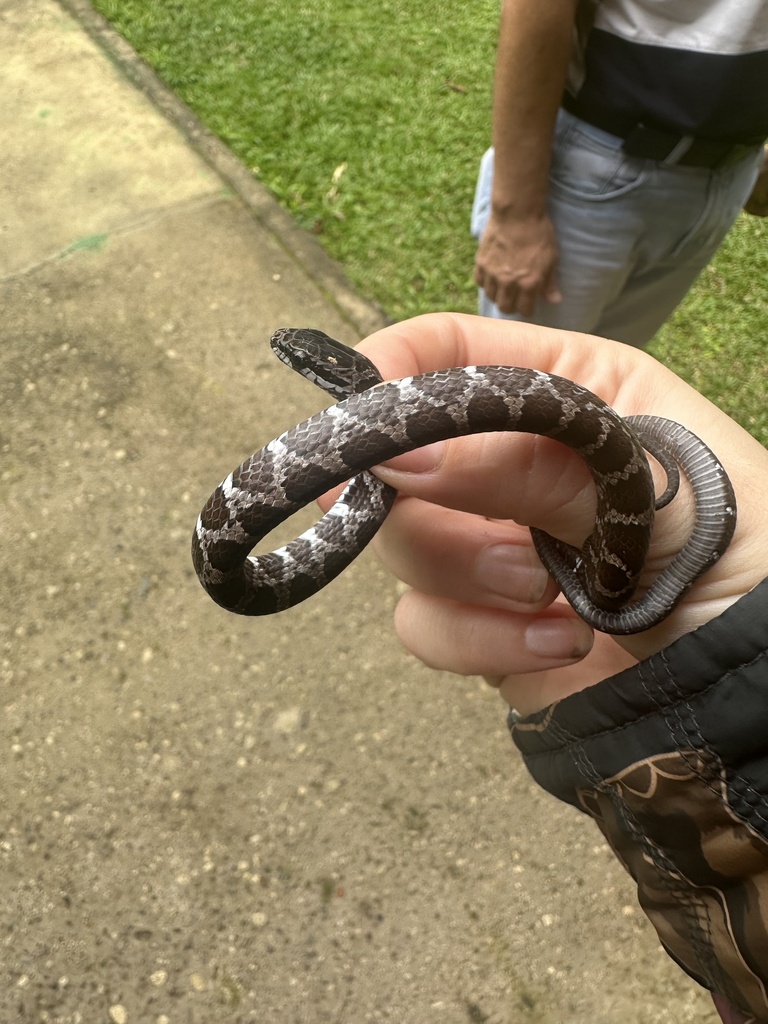 Cope's Tropical Racer from SN Miguel Bancos, Pichincha, EC on April 17 ...