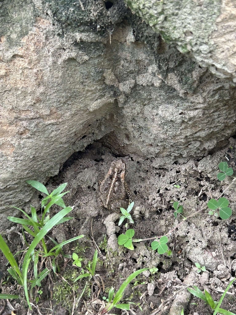 Cane Toad from FRMP+MJJ Botanical Park San Agustin, Tagum, Davao del ...