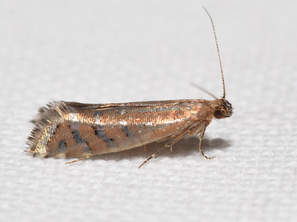 Five-bar Sedge Moth from Queanbeyan NSW, Australia on April 24, 2025 at ...