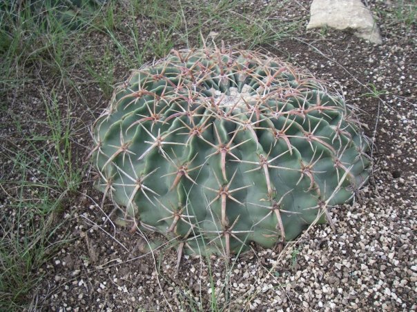 Horse Crippler Cactus from Kerr County, TX, USA on October 3, 2009 by ...