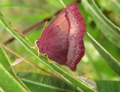 Erythia mutator · iNaturalist