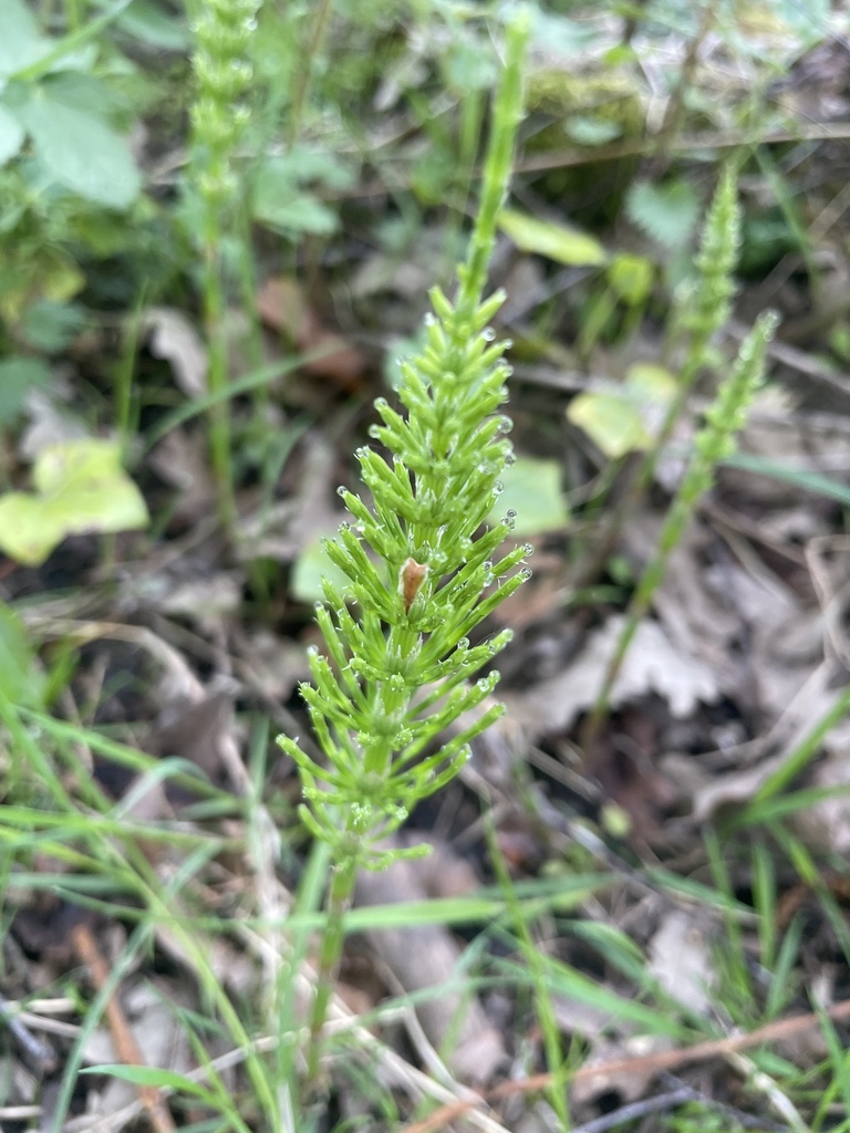 field horsetail from Fazakerley, Liverpool, England, GB on April 25 ...