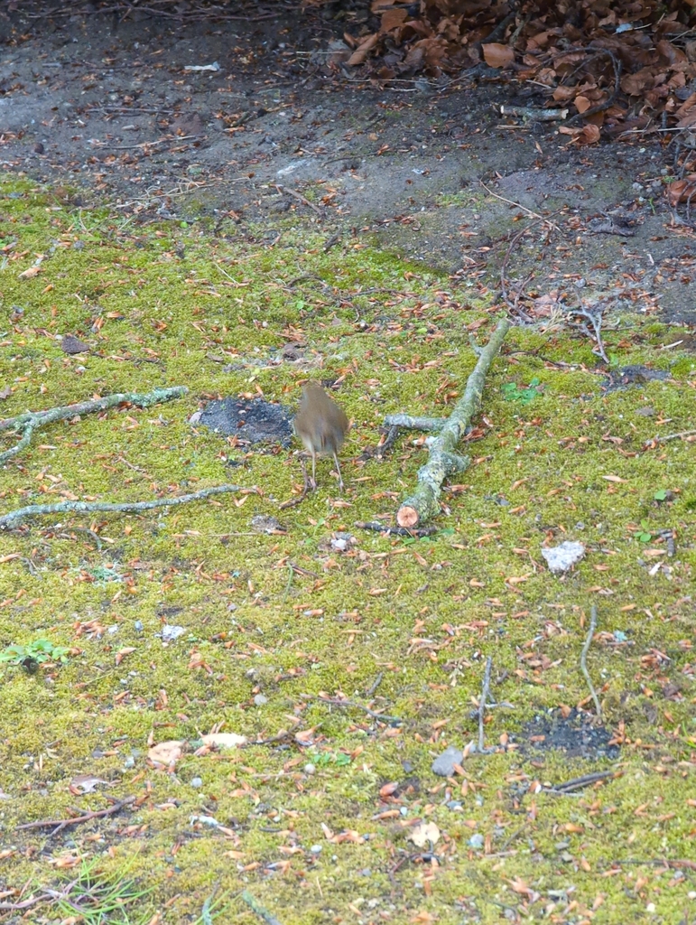 European Robin from Dudley DY1 4QD, UK on April 25, 2025 at 08:25 AM by ...