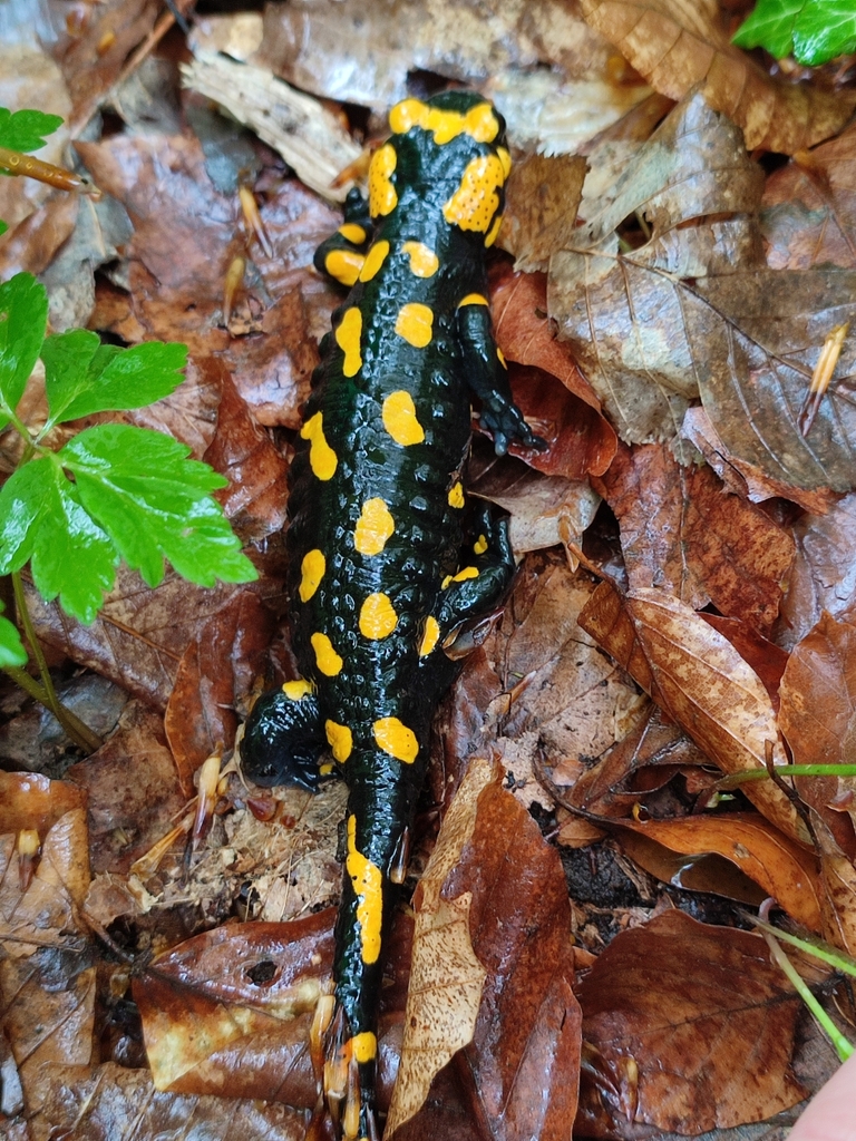 Fire Salamander from Friesener Warte, Friesener Warte, 96114 Hirschaid ...
