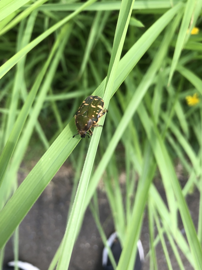Blue Flower Chafer from 西の原3丁目, 印西市, 千葉県, JP on August 24, 2019 at 11: ...