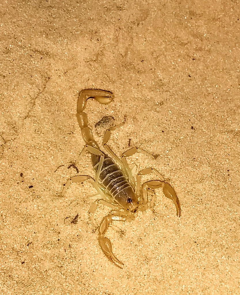 Paruroctonus from Garfield County, UT, USA on August 9, 2019 at 09:58 ...