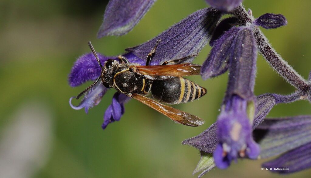 Keyhole Wasp from Emerald QLD, Australia on April 25, 2025 at 02:41 PM ...