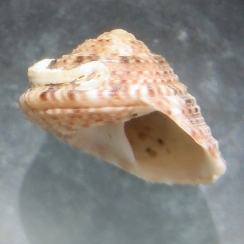 Gibbula philberti · iNaturalist