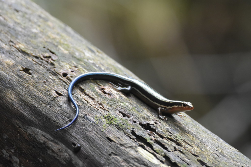 Japanese five-lined skink from Shugakuin Umetani, Sakyo Ward, Kyoto ...