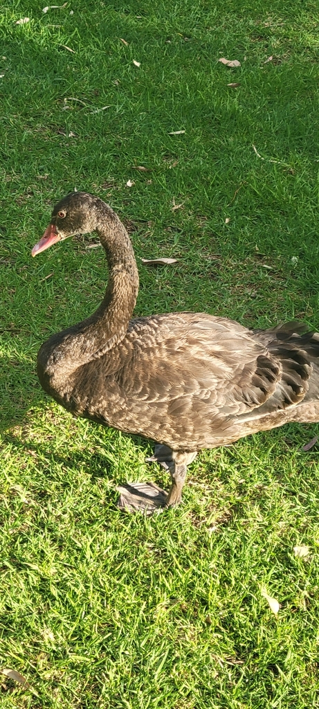 Black Swan from Woodlands WA 6018, Australia on April 25, 2025 at 04:14 ...