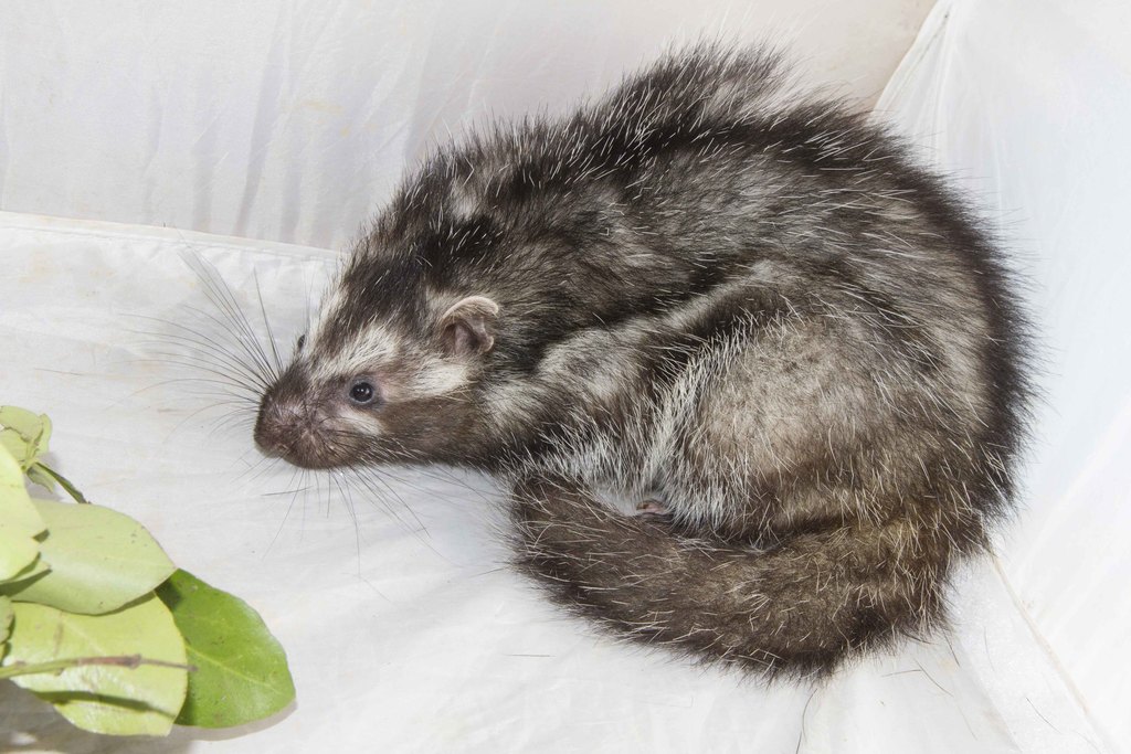 Maned Rat from Timau, Kenya on March 17, 2017 at 09:26 AM by Pierre ...