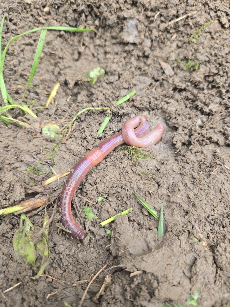 Common Earthworm from South Shelby Street, Louisville, Kentucky, US on ...