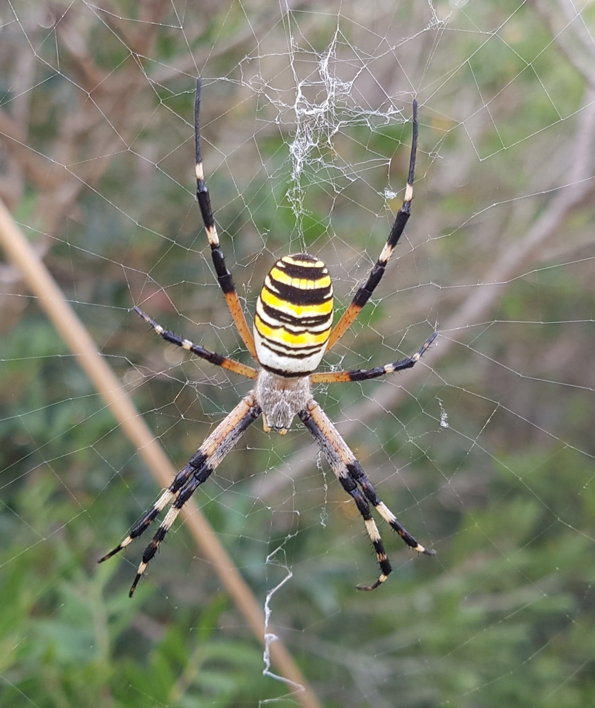 Wasp Spider from 07701 Mahón, Baleari, Spagna on August 22, 2019 at 06: ...