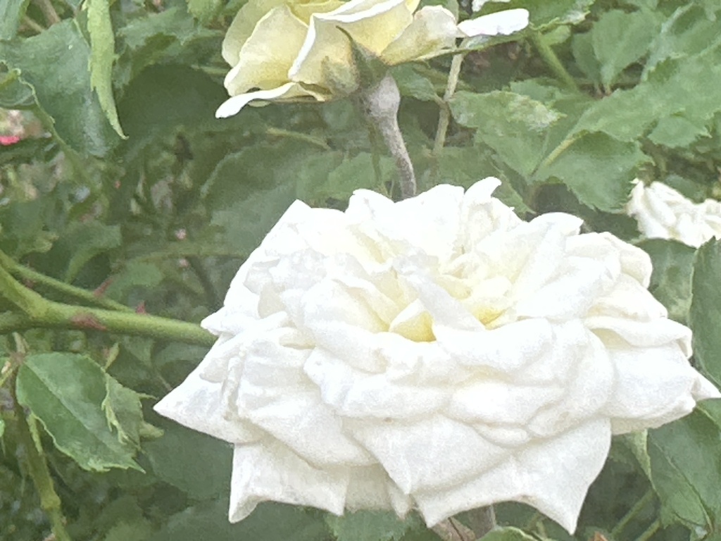 Tea Rose from Hunters Trace SW, Lilburn, GA, US on April 25, 2025 at 05 ...