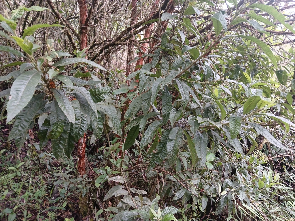 Morella pubescens from San Cristóbal, Medellín, Antioquia, Colombia on ...