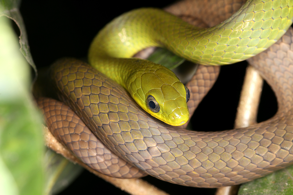 North China Green Snake from Cúc Phương,Quartier, Nördlich See on July ...
