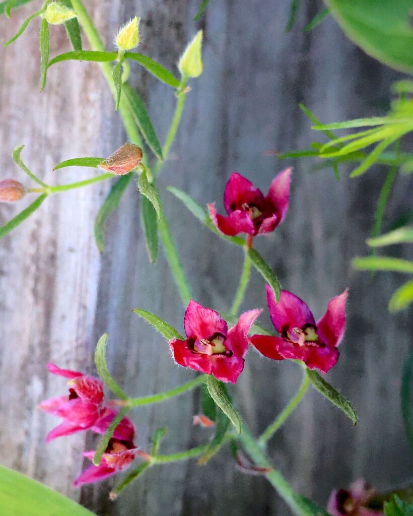 Trailing Rhatany from Lawther Prairie, TX, USA on April 25, 2025 at 07: ...