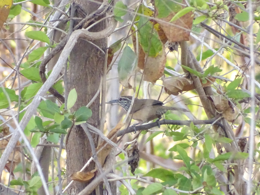 Happy Wren from Culiacán, Sin., México on April 25, 2025 at 06:40 PM by ...