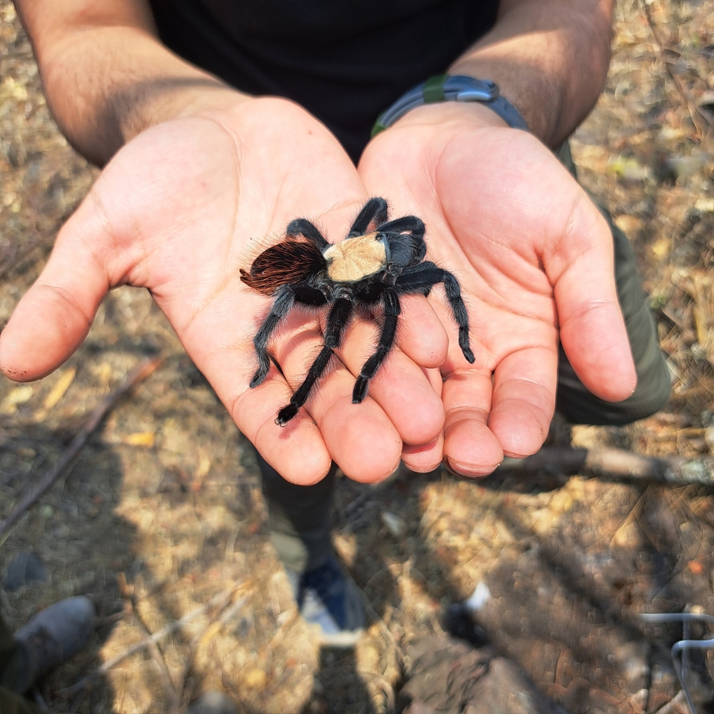 Golden Redrump Tarantula in April 2025 by Fransisco Miguel Zepeda ...