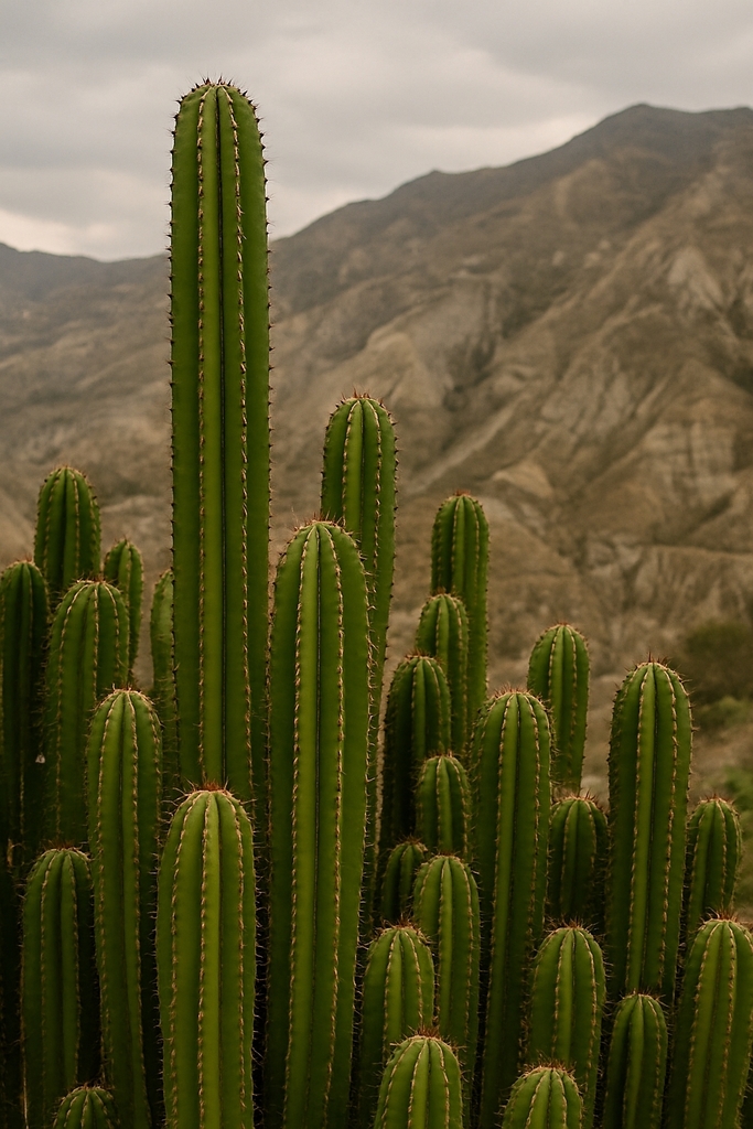 globular cacti, moonlight cacti, torch cacti, and allies from CWQ6+948 ...