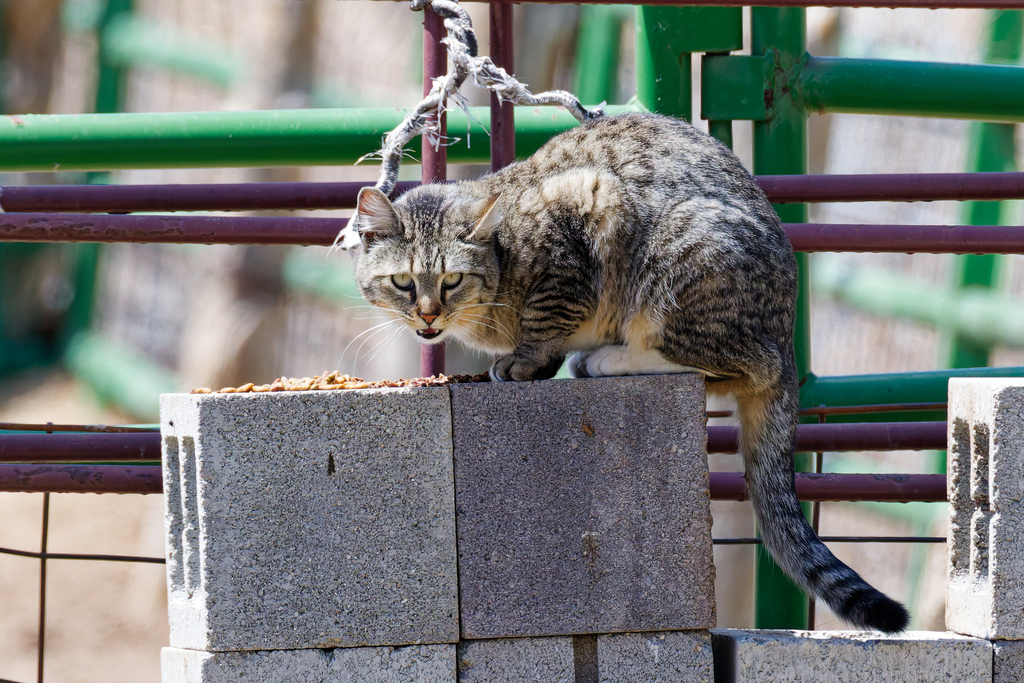 Domestic Cat in April 2025 by Lane Nielson. Feral cat. One of some 30 ...