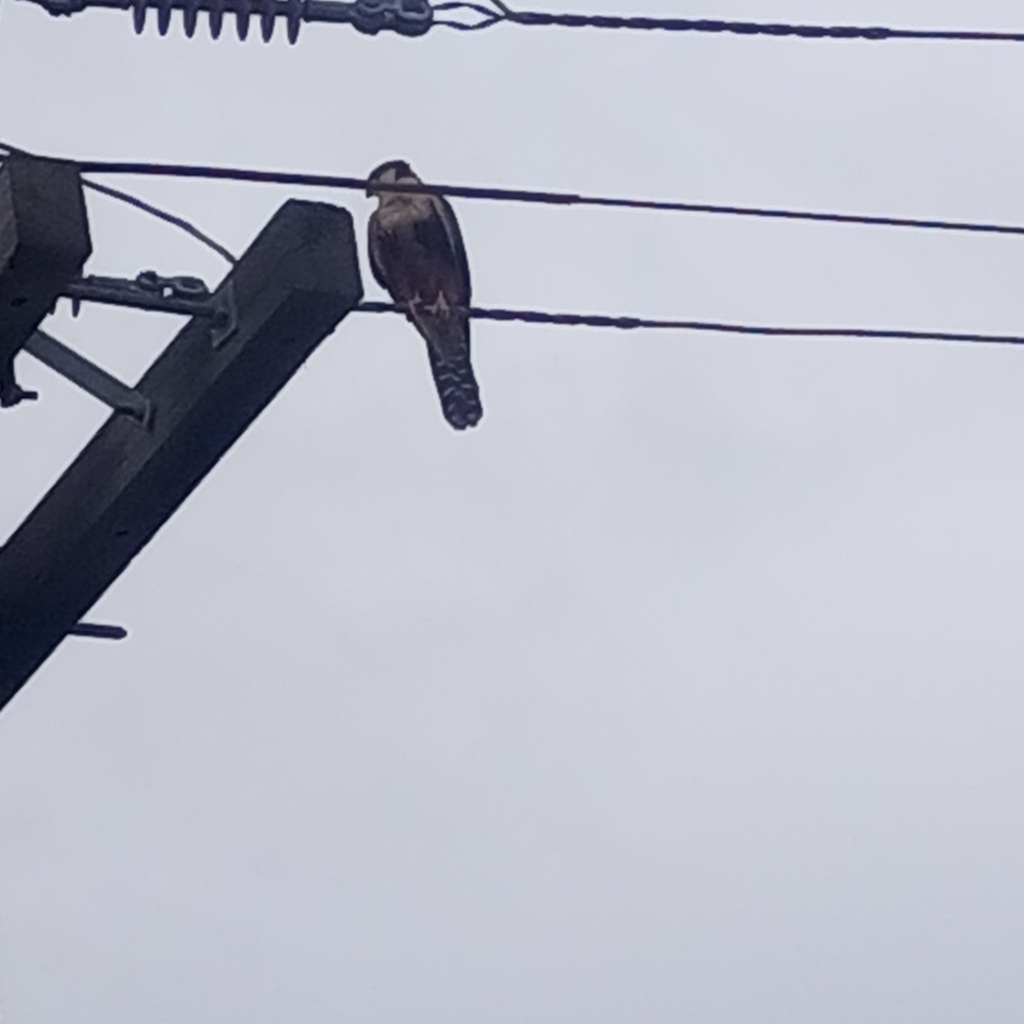 Aplomado Falcon from 75201028, La Paz, Bolivia on April 26, 2025 at 12: ...