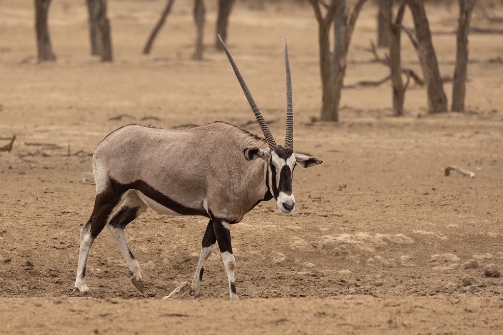Gemsbok from ZF Mgcawu District Municipality, South Africa on March 20 ...