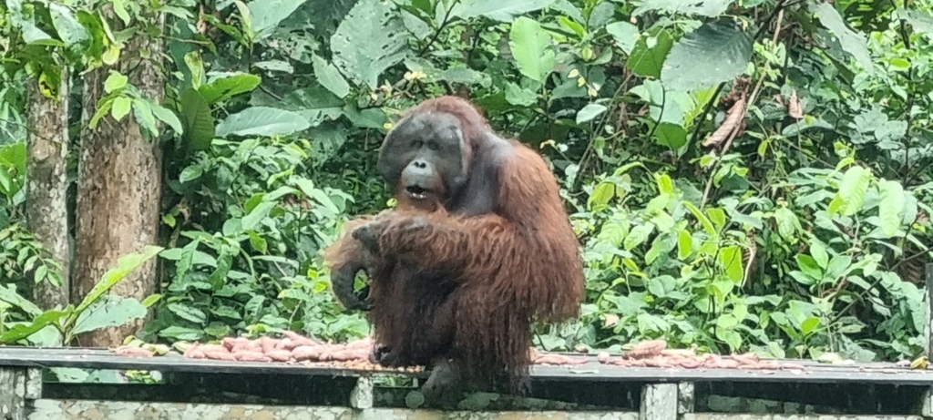 Bornean Orangutan in April 2025 by Paul Monis · iNaturalist