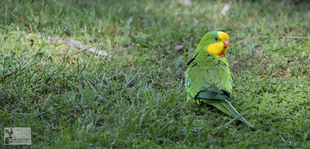 Superb Parrot in April 2025 by Ben Milbourne · iNaturalist