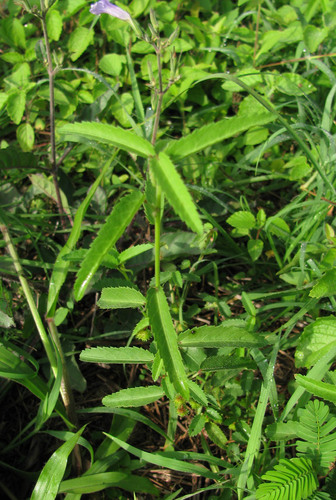 Ch'ilib tuux (Ayenia fasciculata)
