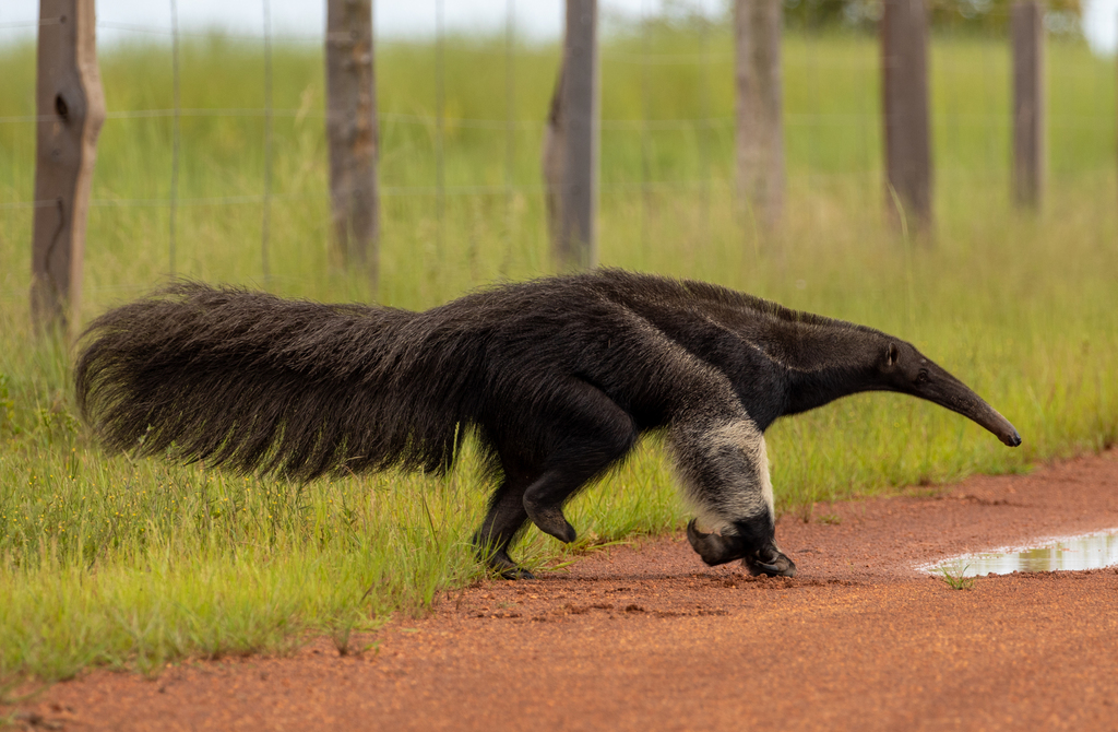 Giant Anteater in April 2019 by Michael Wallitis · iNaturalist