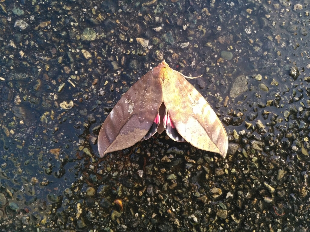 Imperial Fruit Sucking Moth from Mount Hagen, PG-WL, PG on June 24 ...