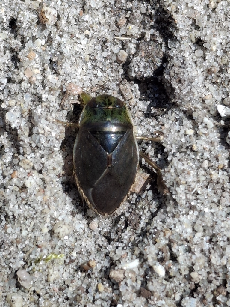 Eurasian Saucer Bug from 8970 Havndal, Danmark on April 26, 2025 at 01: ...