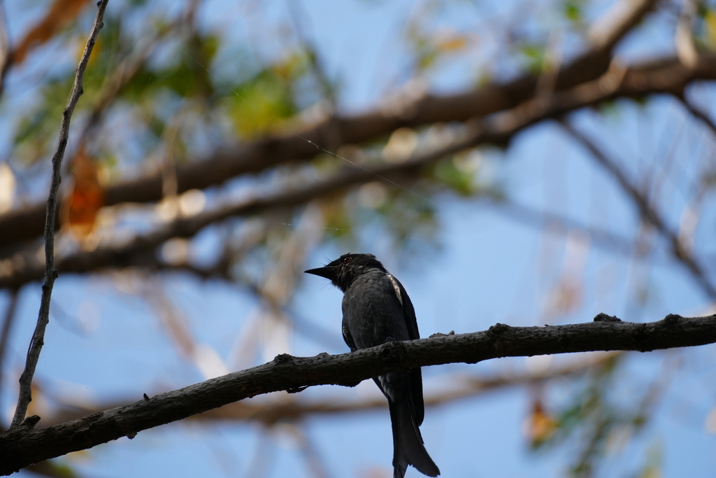 Drongos from Anandwan, Warora, Maharashtra, India on February 23, 2025 ...