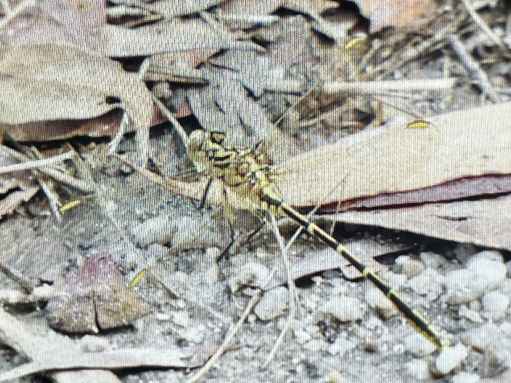 Yellow-striped Hunter from Boonoo Boonoo National Park, Boorook, NSW ...