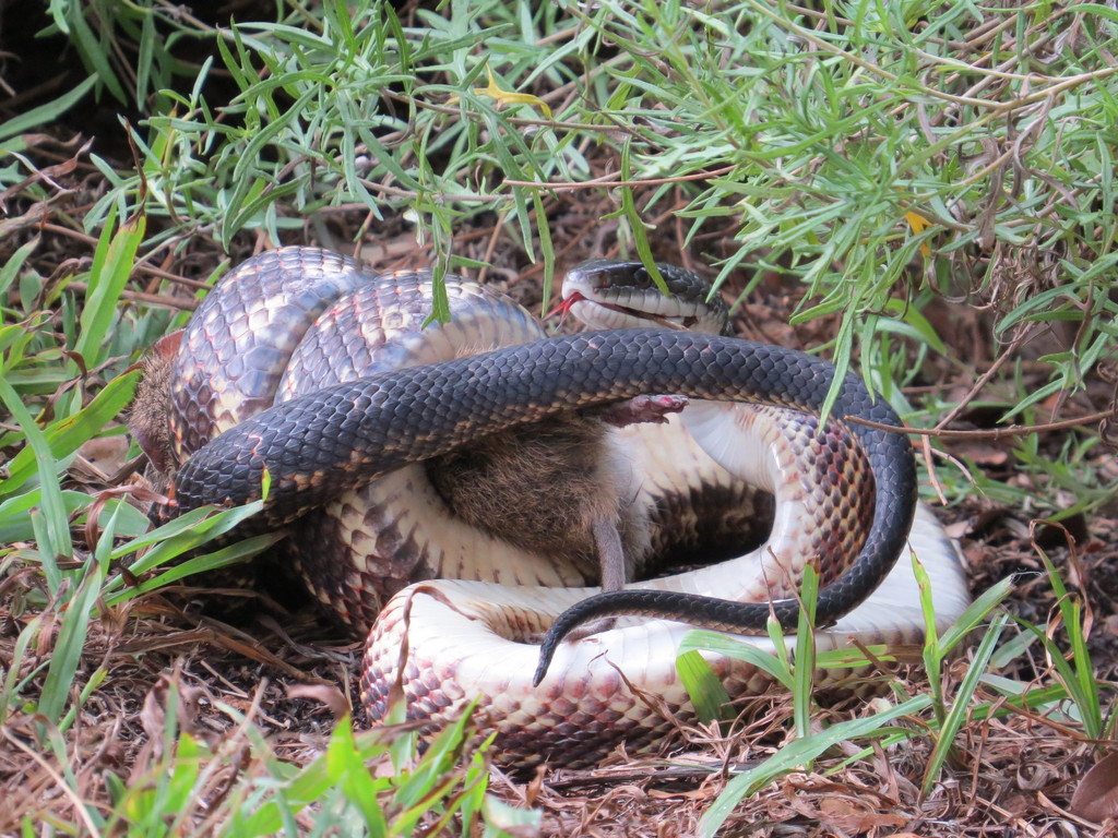Western Ratsnake from Stormy Ridge Rd., Austin, TX on September 8, 2013 ...