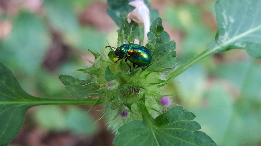 Dead-nettle Leaf Beetle from Eglhartinger Forst, Deutschland on August ...