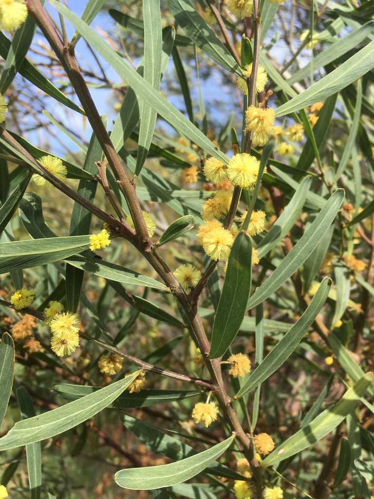 Hop wattle (Acacia stricta) - Botanical Realm