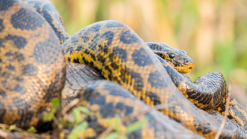 Yellow Anaconda in August 2019 by Mariano Ordoñez · iNaturalist