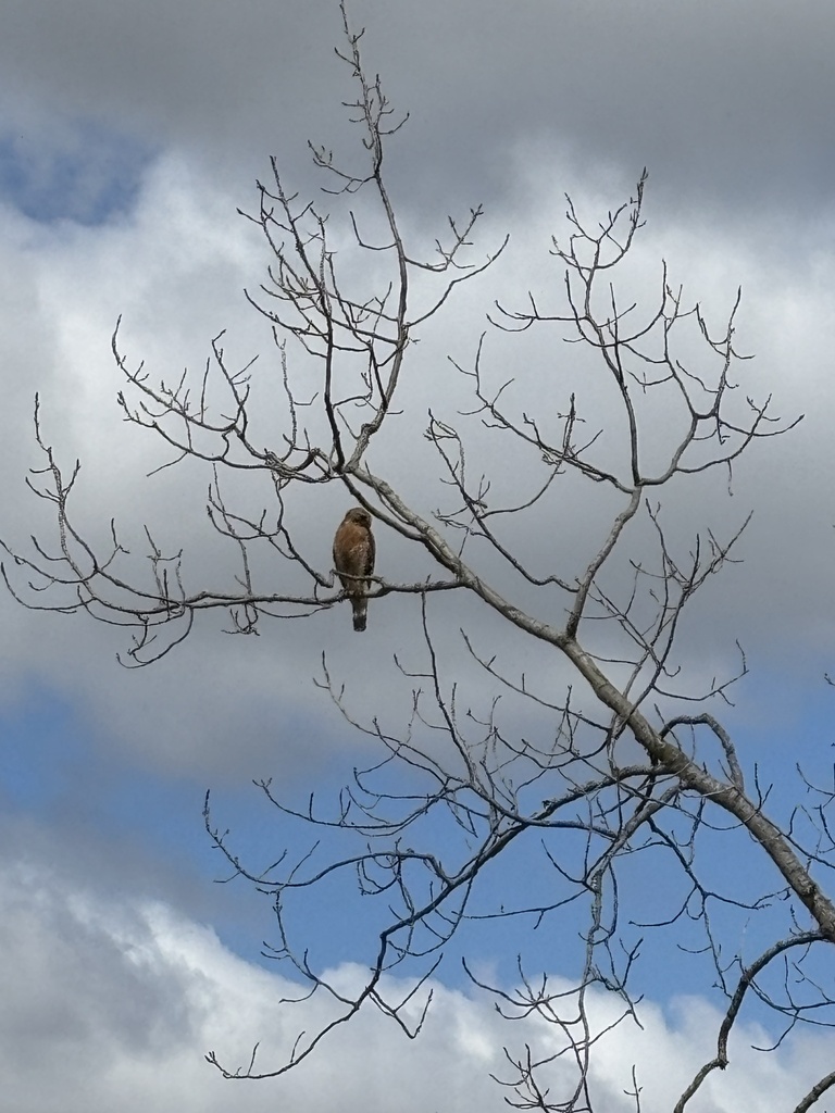 Red-shouldered Hawk from 44th St SE, Kentwood, MI, US on April 26, 2025 ...