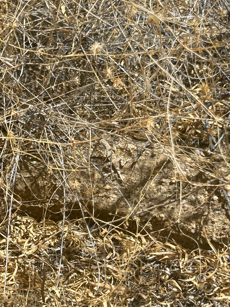 Zebra-tailed Lizard from Cottonwood Spring Rd, Indio, CA, US on April ...