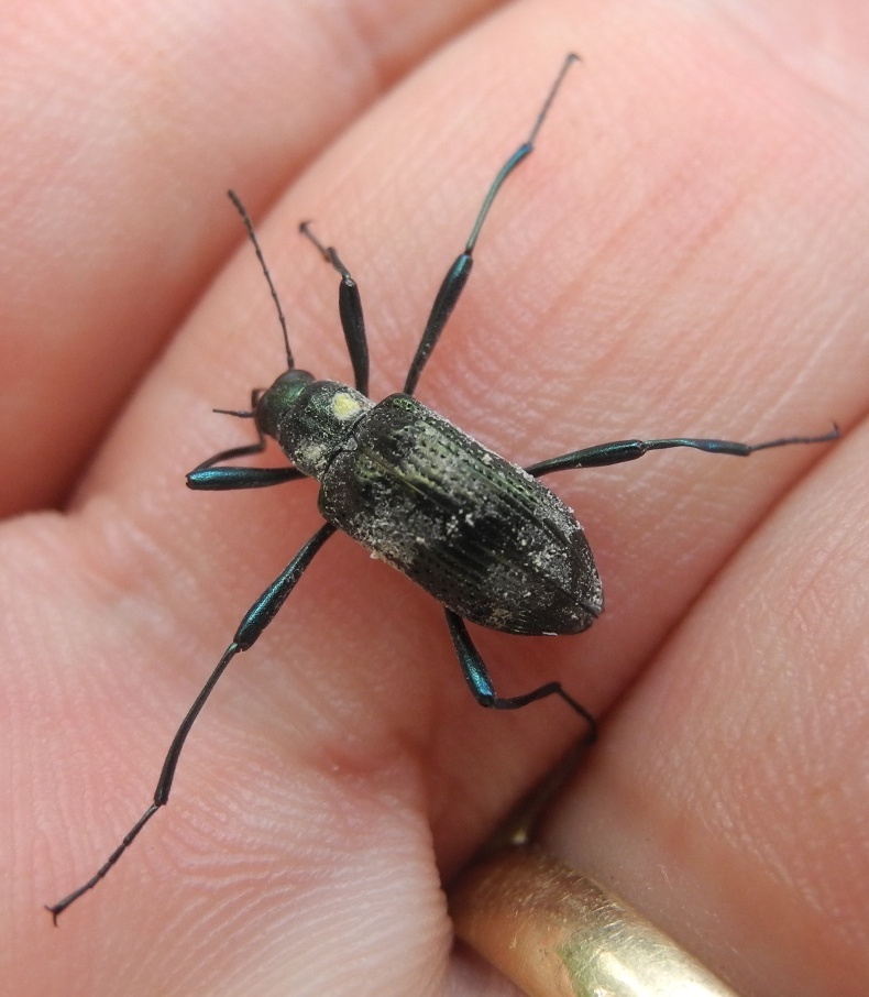 Strongylium from Liwon, Asipulo, Ifugao, Philippines on June 8, 2013 by ...